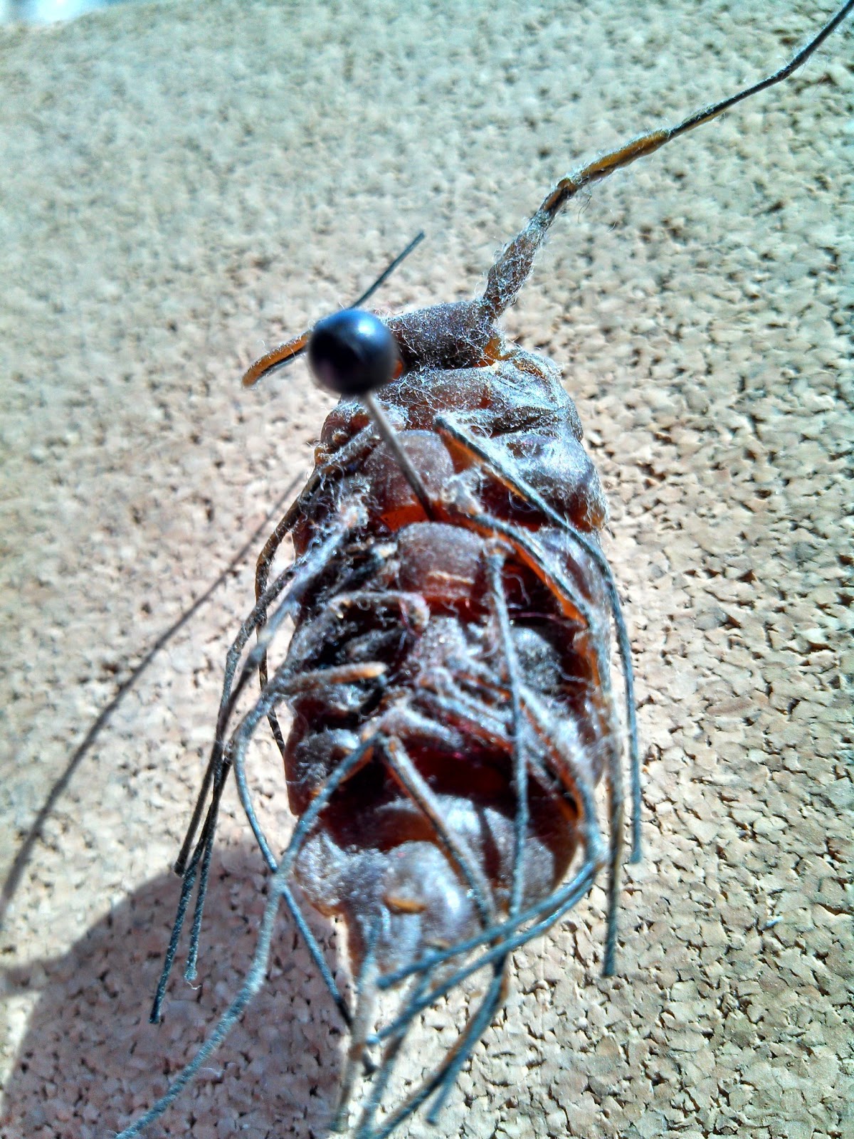 Wax bug — JJJaspersen Studios